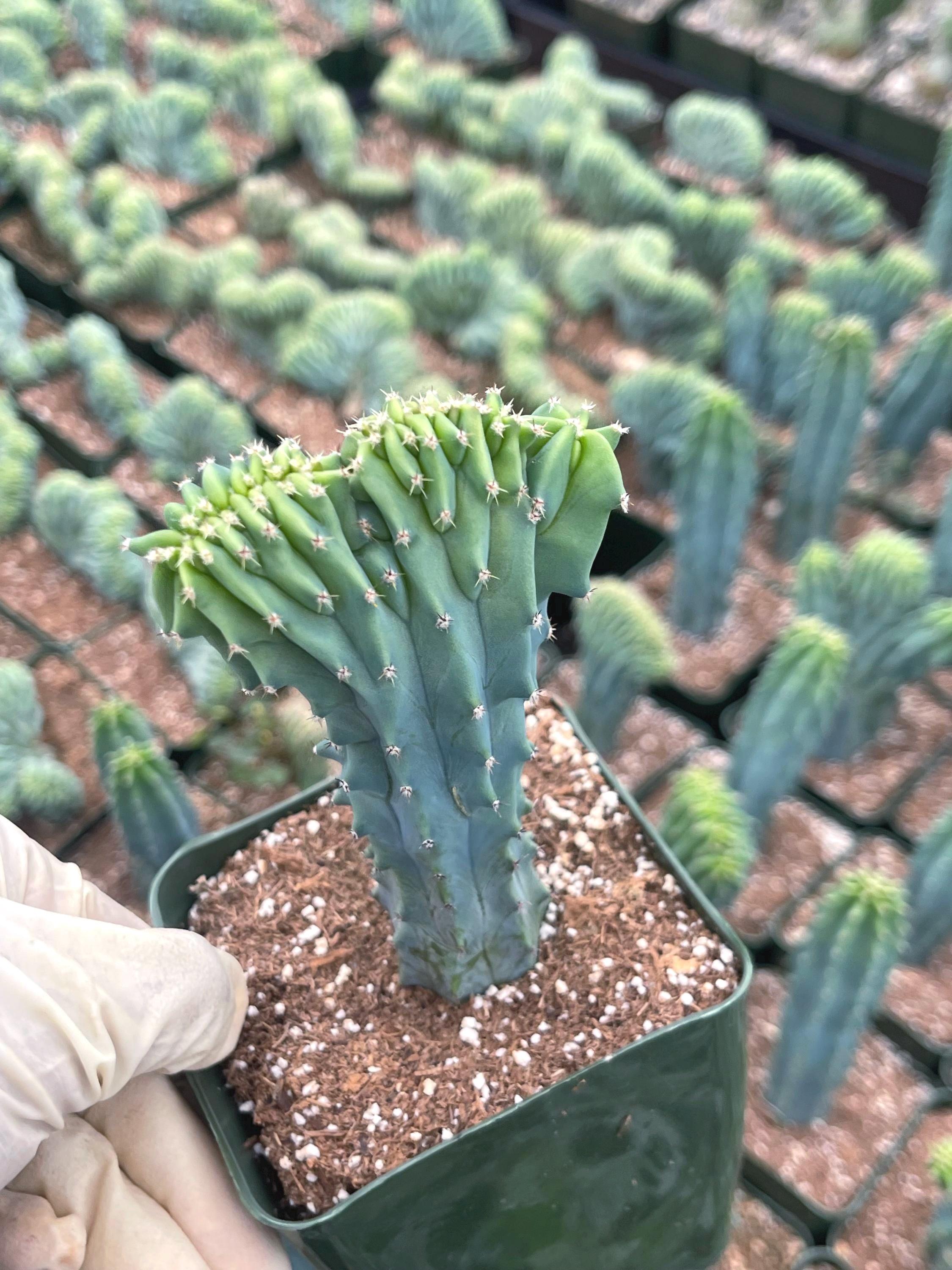 Crested Myrtle Blue Cactus Blue Candle Cactus Colorful Cactus Unique ...