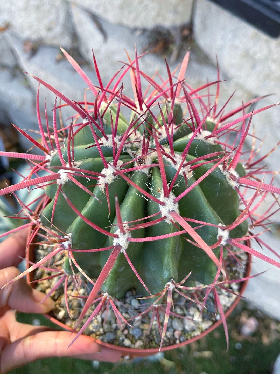 Ferocactus Gracilis Red Barrel Cactus Live Red Spines Cactus Plant ...