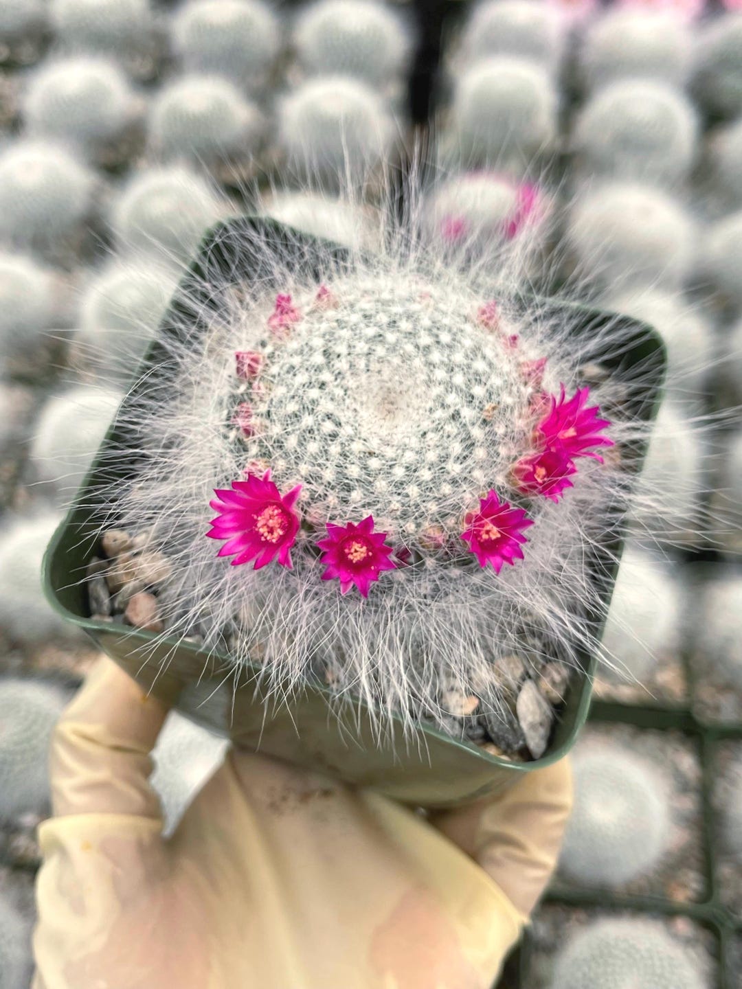 Mammillaria Hahniana | Old Lady Cactus | Live Cactus | Live Plant - Etsy