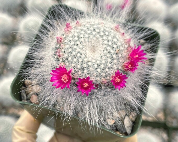 Mammillaria Hahniana | Old Lady Cactus | Live Cactus | Live Plant - Etsy