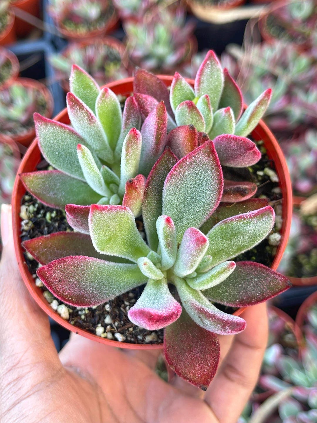 Echeveria Pulvinata Echeveria Red Velvet, Ruby Slippers, Rare Succulent ...