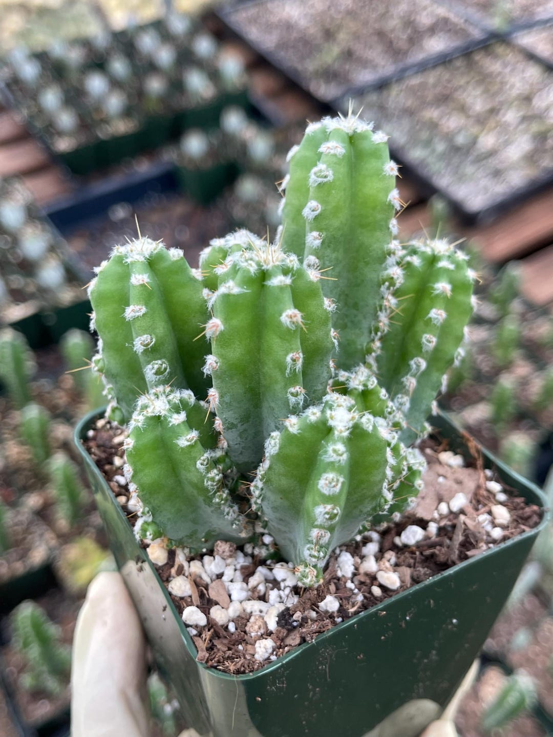 Fairy Castle Cactus Fairytale Castle Live Plant - Etsy