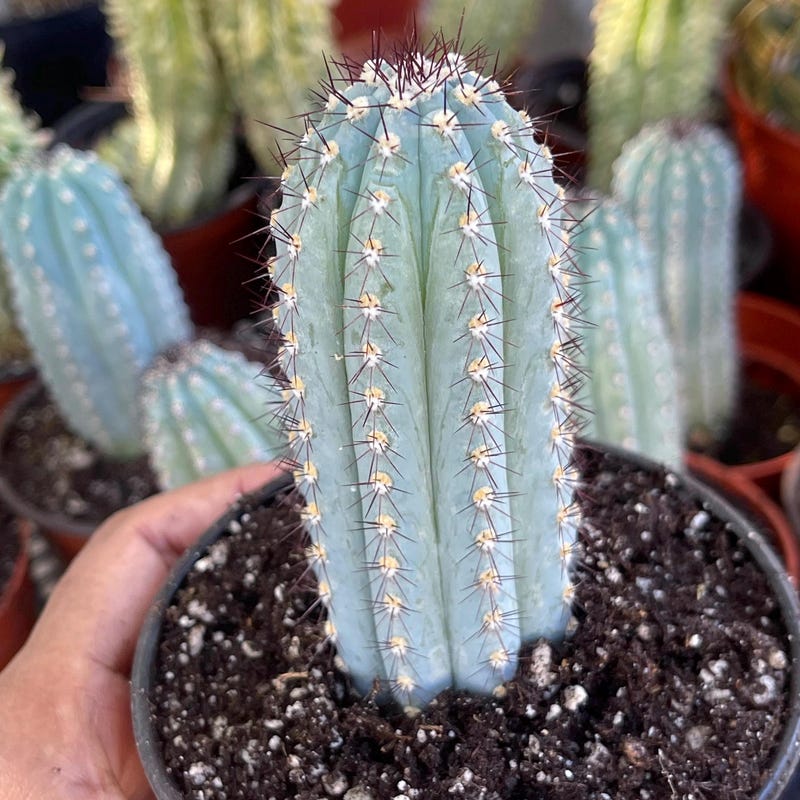 Blue Cactus - Etsy