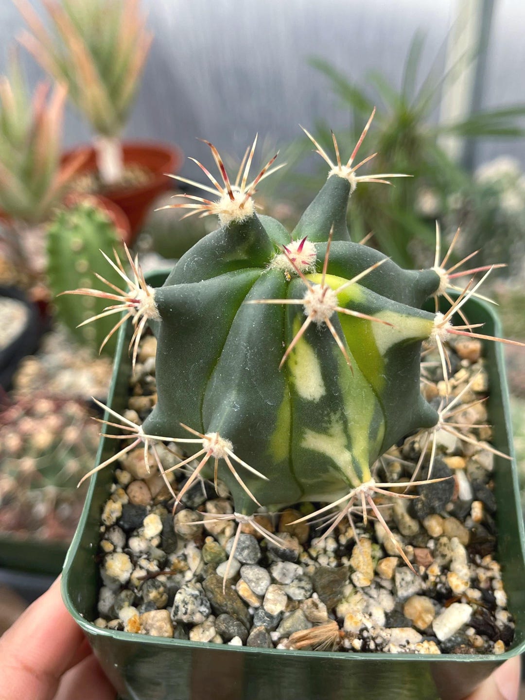 Ferocactus Variegated Live Plant Unique Succulent Easy Care Cactus Live ...