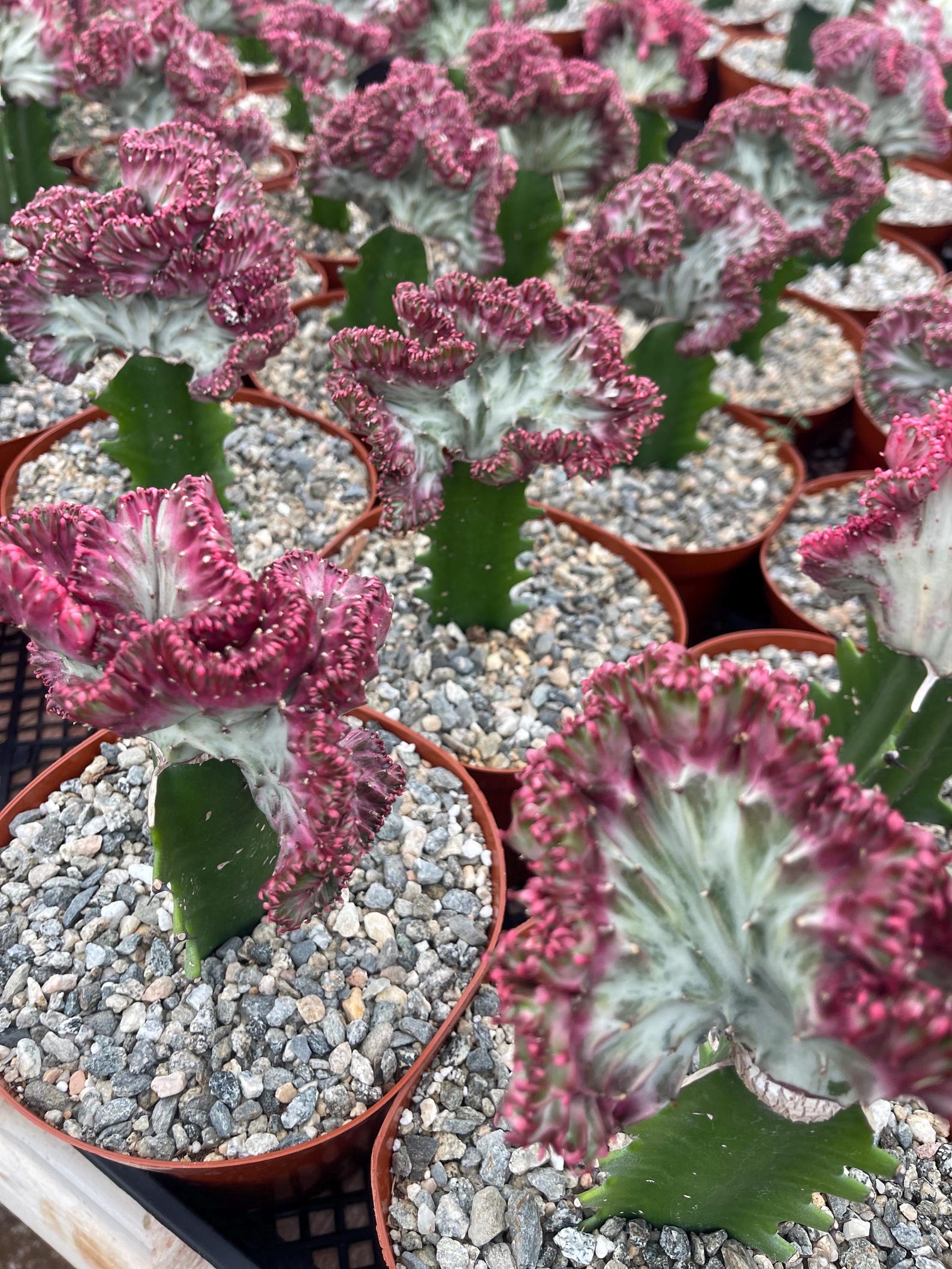 Coral Cactus Succulent Plant | Unique Wavy Fan-shaped Cactus Exotic ...
