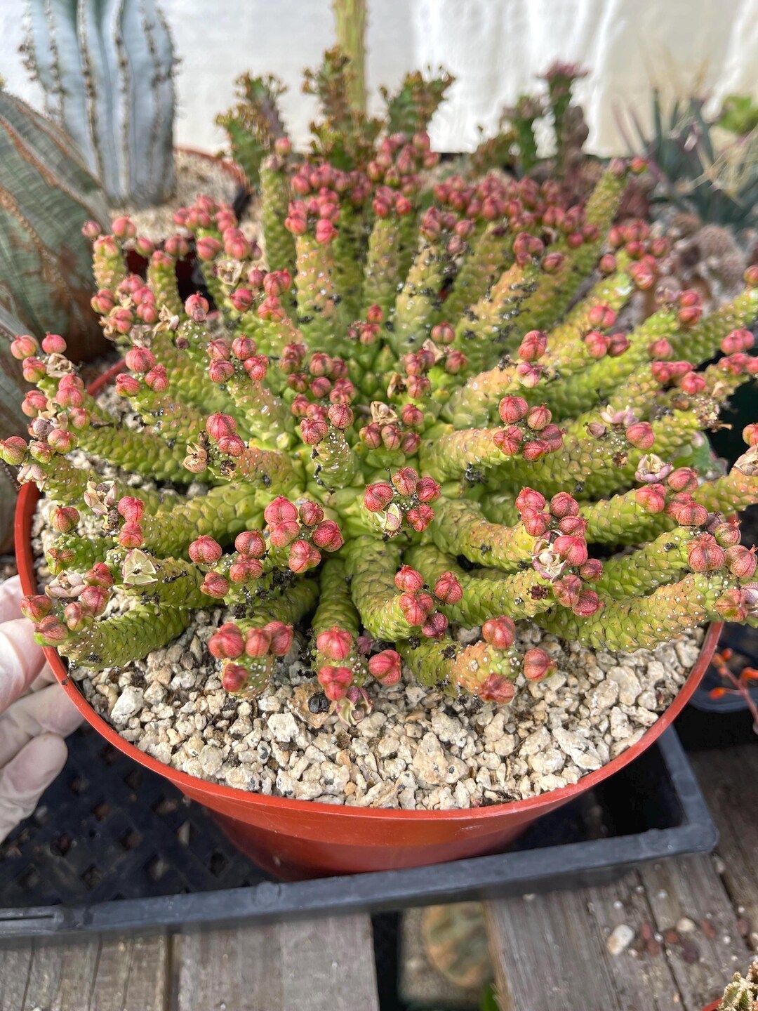 Euphorbia Medusa Hybrids - Live Plant, Unique Succulent, Easy Care ...