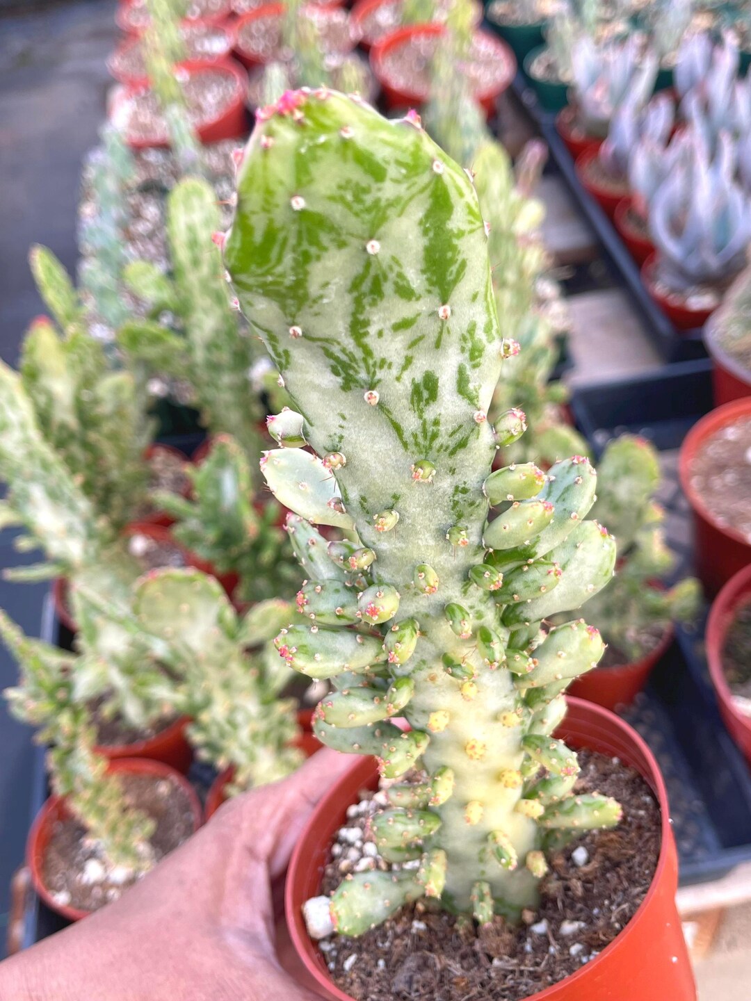 Variegated Joseph's Coat Cactus | Rare Cactus Live Succulent Live Plant ...