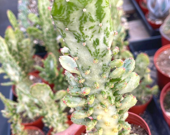 Variegated Joseph's Coat Cactus | Rare Cactus Live Succulent Live Plant ...