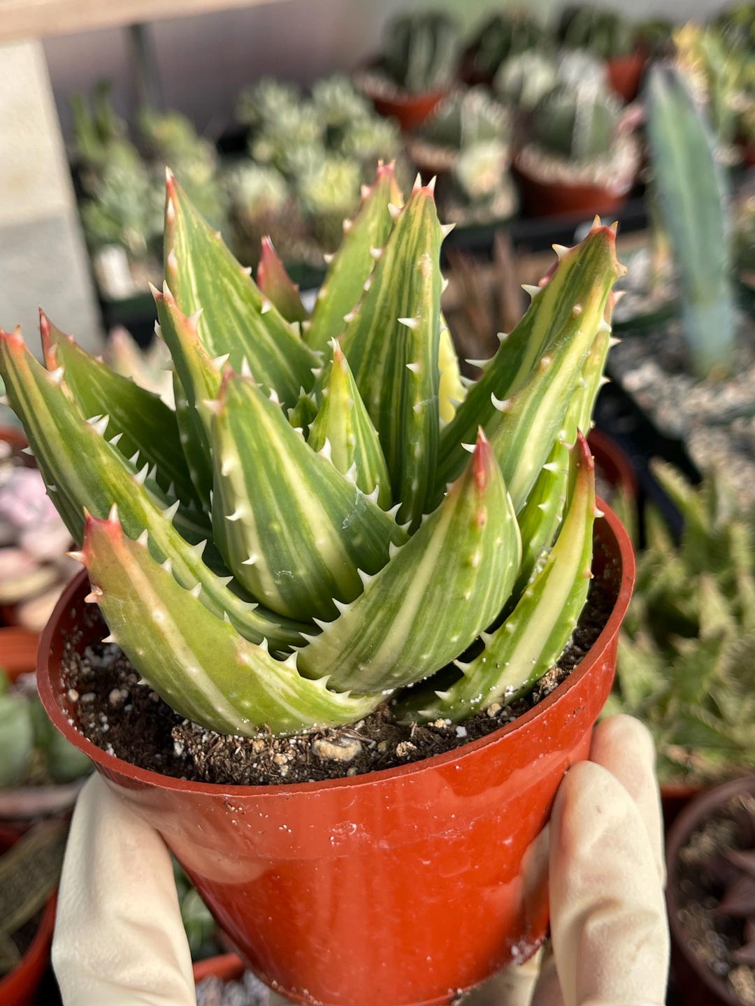Variegated Aloe Nobilis | Variegated Aloe, Live Aloe, Live Plant, Live ...