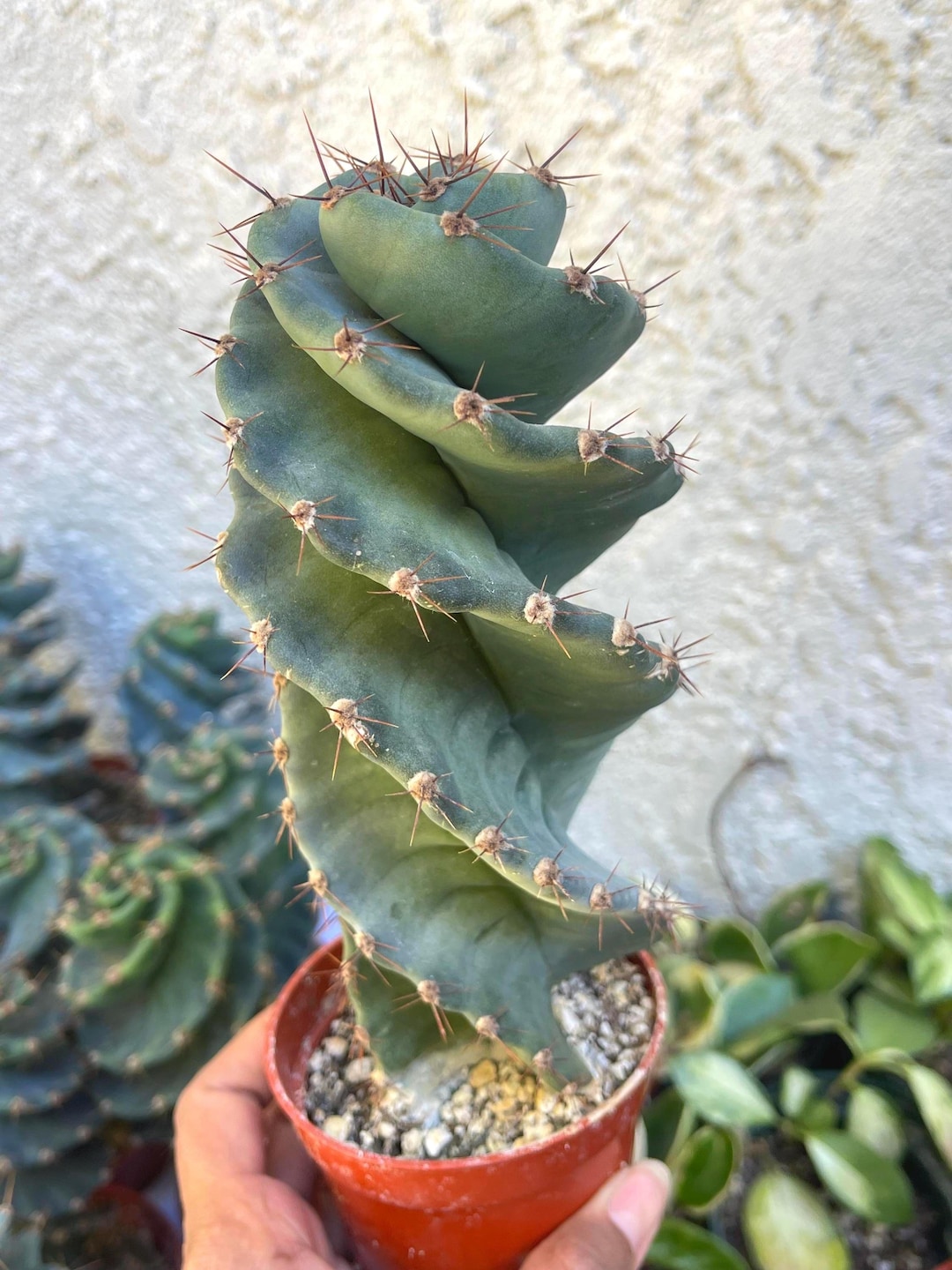 Spiral Cactus - Rare Twist Cactus Unique Indoor Succulent Cactus Gift ...
