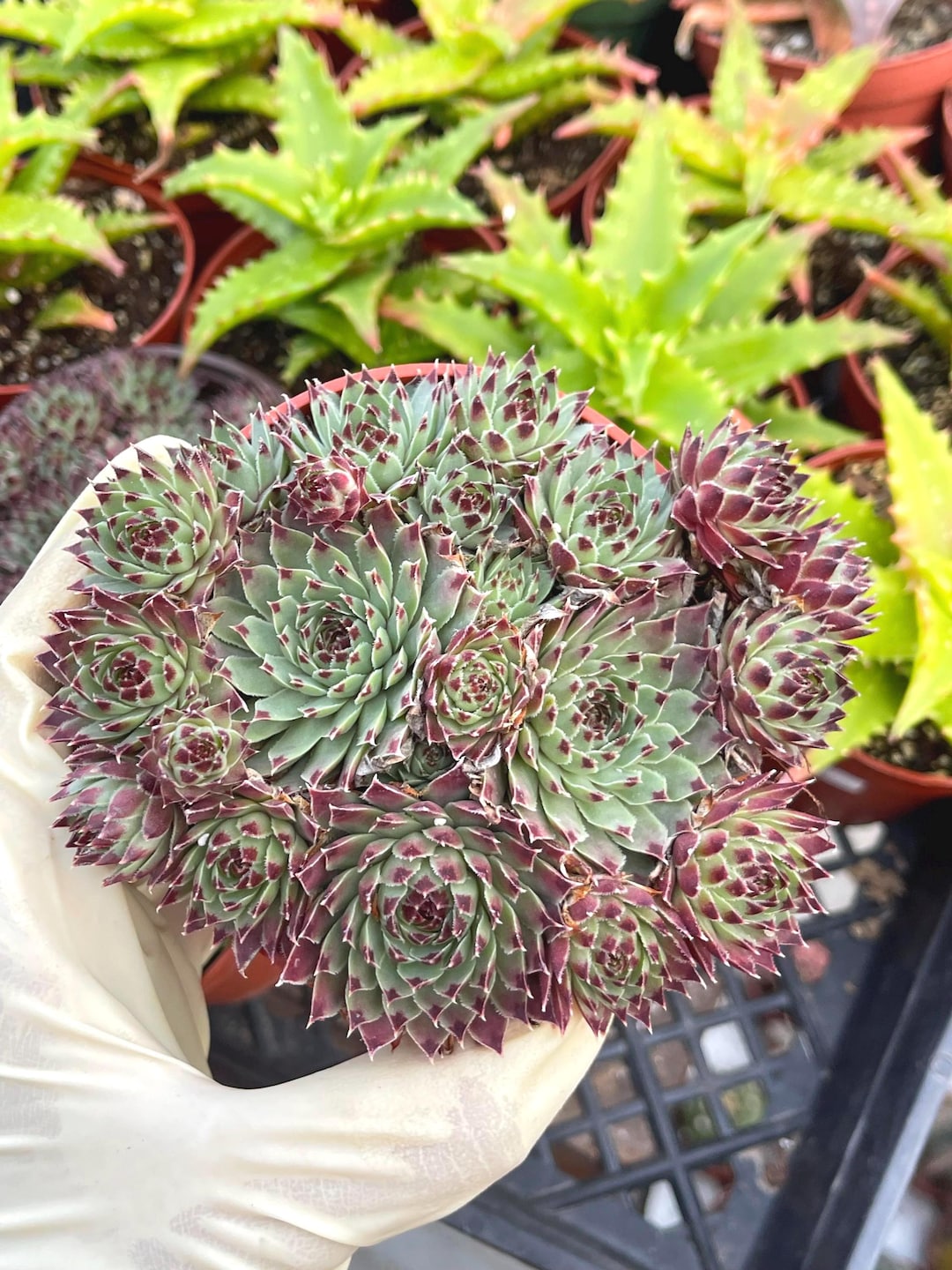Hens and Chicks | Sempervivum Plant Collection Live Succulent Compact ...