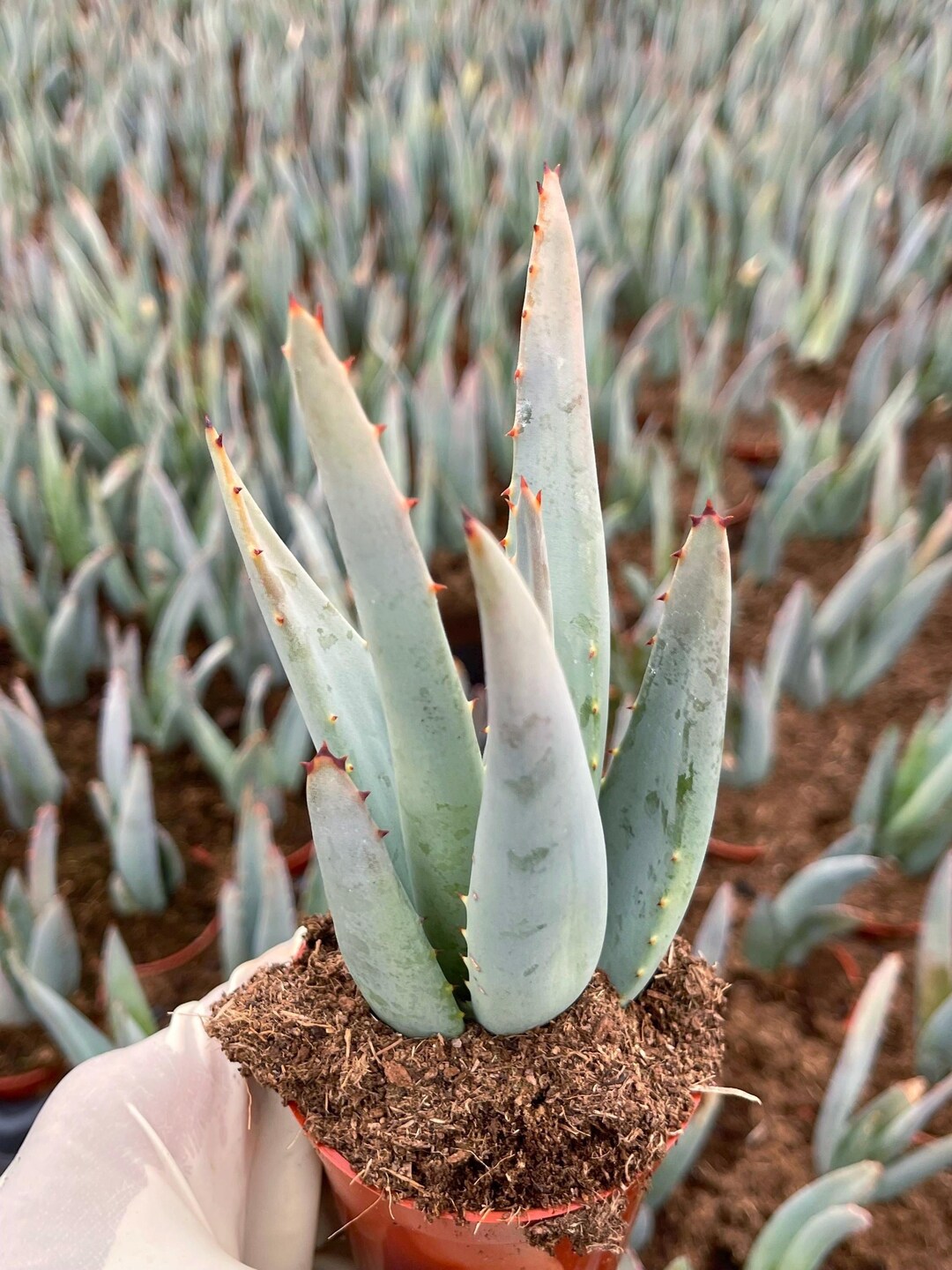 Aloe Claviflora Jackal's Tail Aloe | Rare Aloe Succulent Plant Unique ...