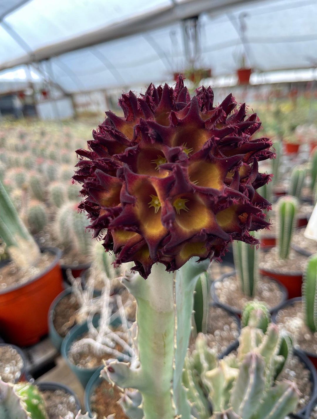 Caralluma Speciosa | Starfish Cactus | Life Saver | Rare Succulent ...