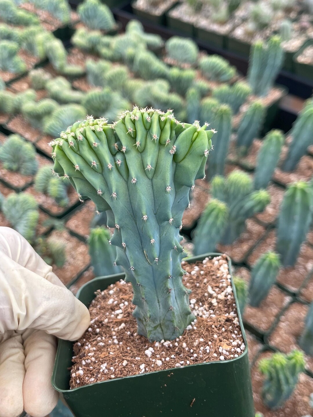 Crested Myrtle Blue Cactus Blue Candle Cactus Colorful Cactus Unique ...