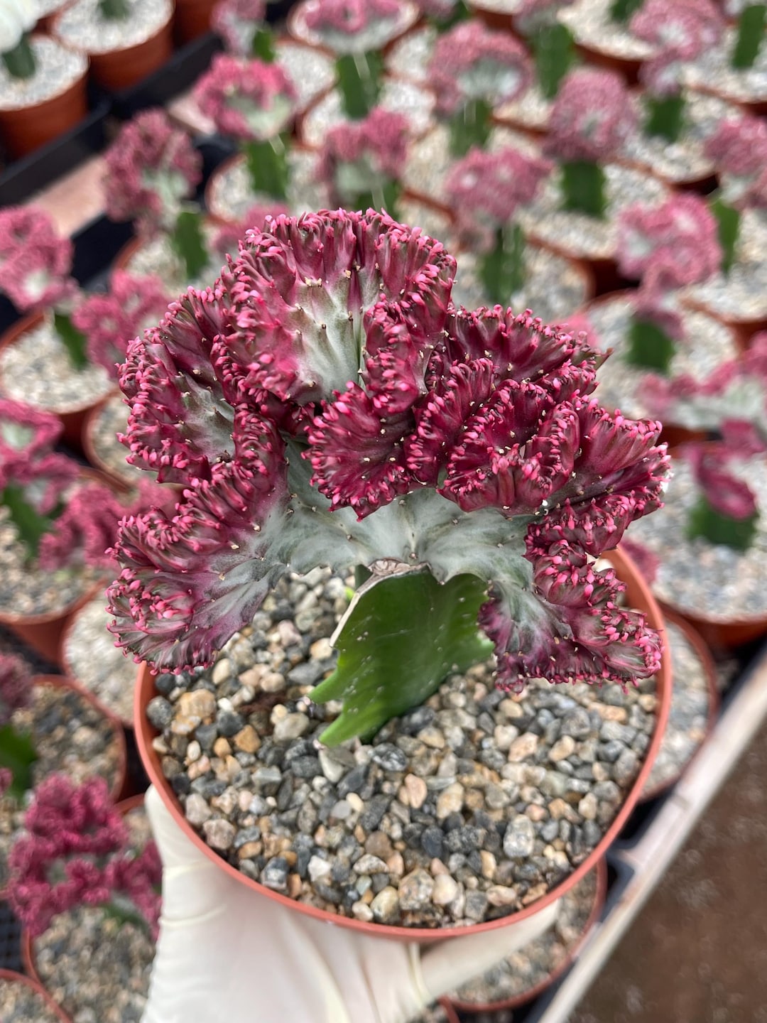 Coral Cactus Succulent Plant | Unique Wavy Fan-shaped Cactus Exotic ...