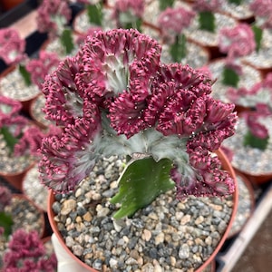 Coral Cactus Succulent Plant | Unique Wavy Fan-shaped Cactus Exotic ...