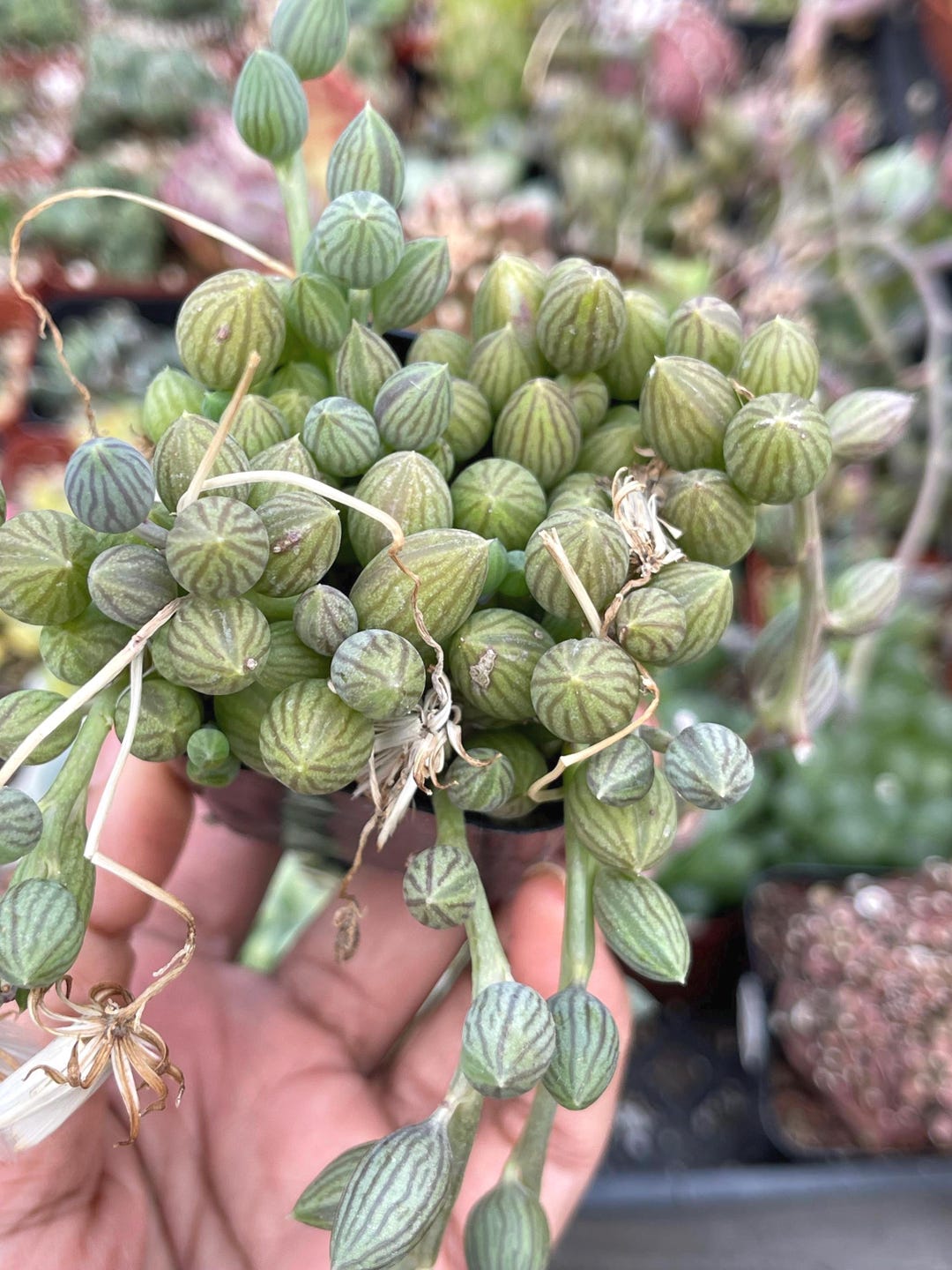 String of Watermelon Live Succulent String Plant - Etsy