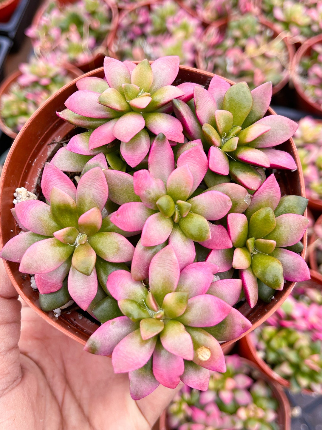 Anacampseros Telephiastrum Variegata Live Cactus Live Plant - Etsy