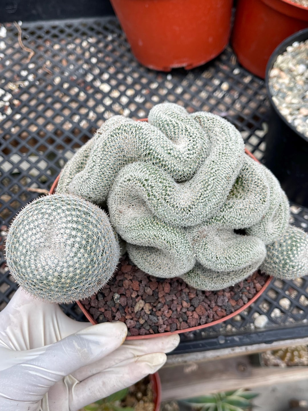 Mammillaria Microthele Perbella Crested | Mature Plant | Live Plant ...