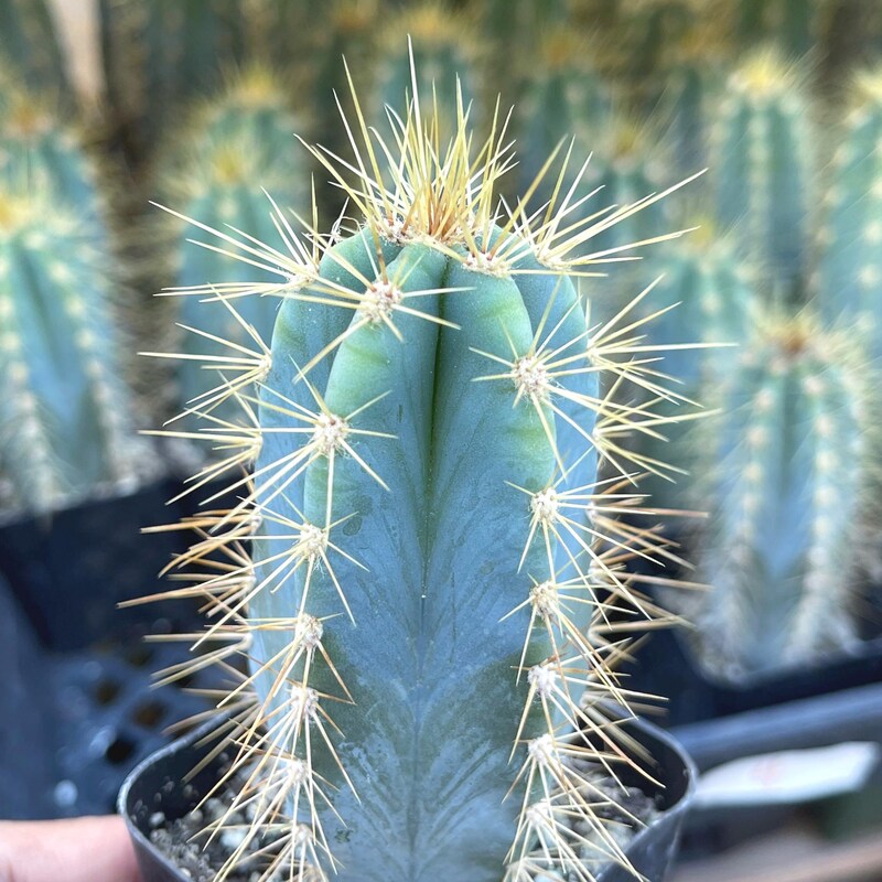 Blue Cactus Live Plant - Etsy
