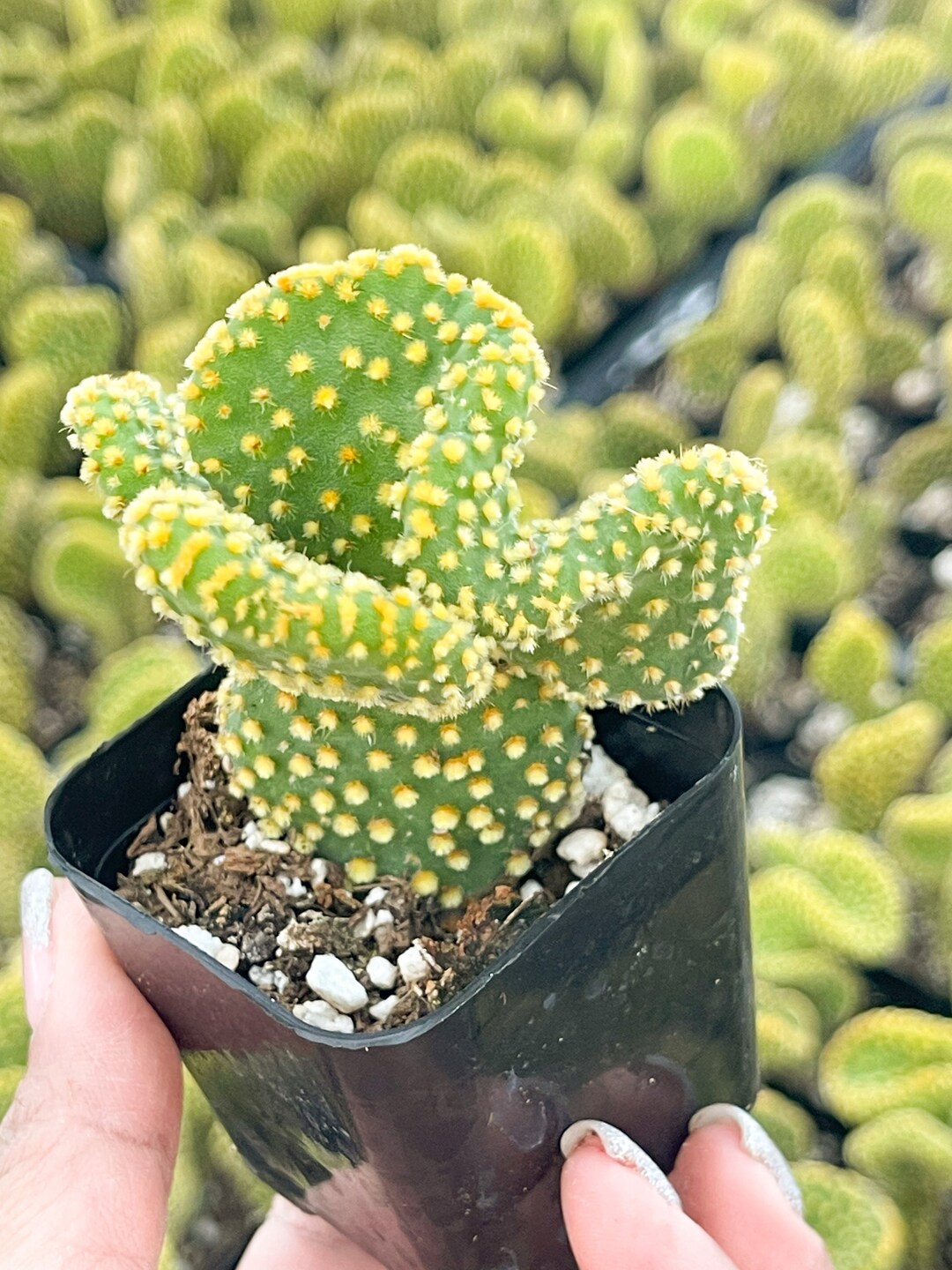 Golden Angel Wing Cactus Wavy Cactus Live Cactus - Etsy