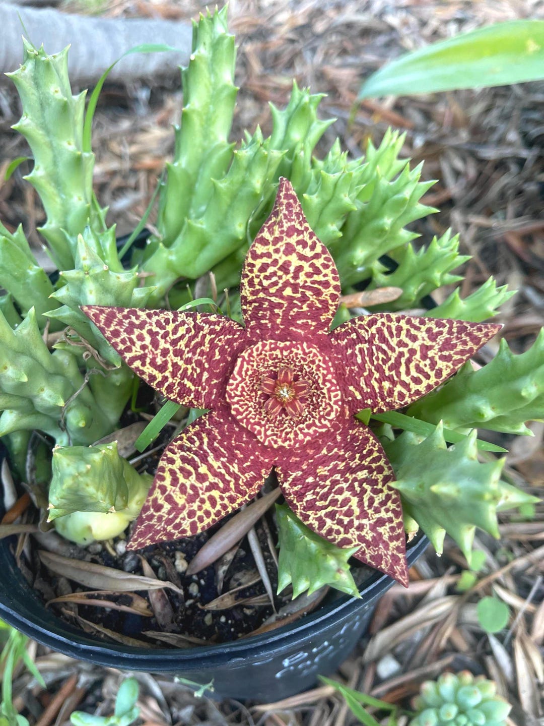 Stapelia Orbea “starfish Flower” | Rare Succulent | Life Saver Live ...