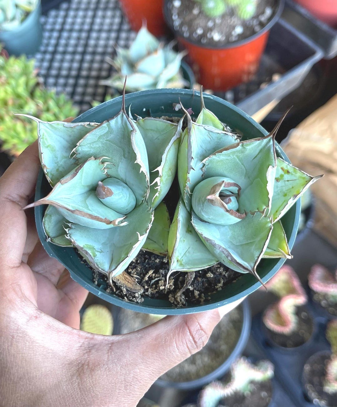 Agave White Ice Double | Liveplant | Rare Plant Landscape Agave for ...