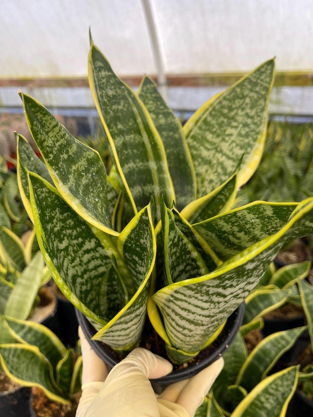 Sansevieria Snake Plant Yellow Snake Plant Live House Plant Live Plant ...