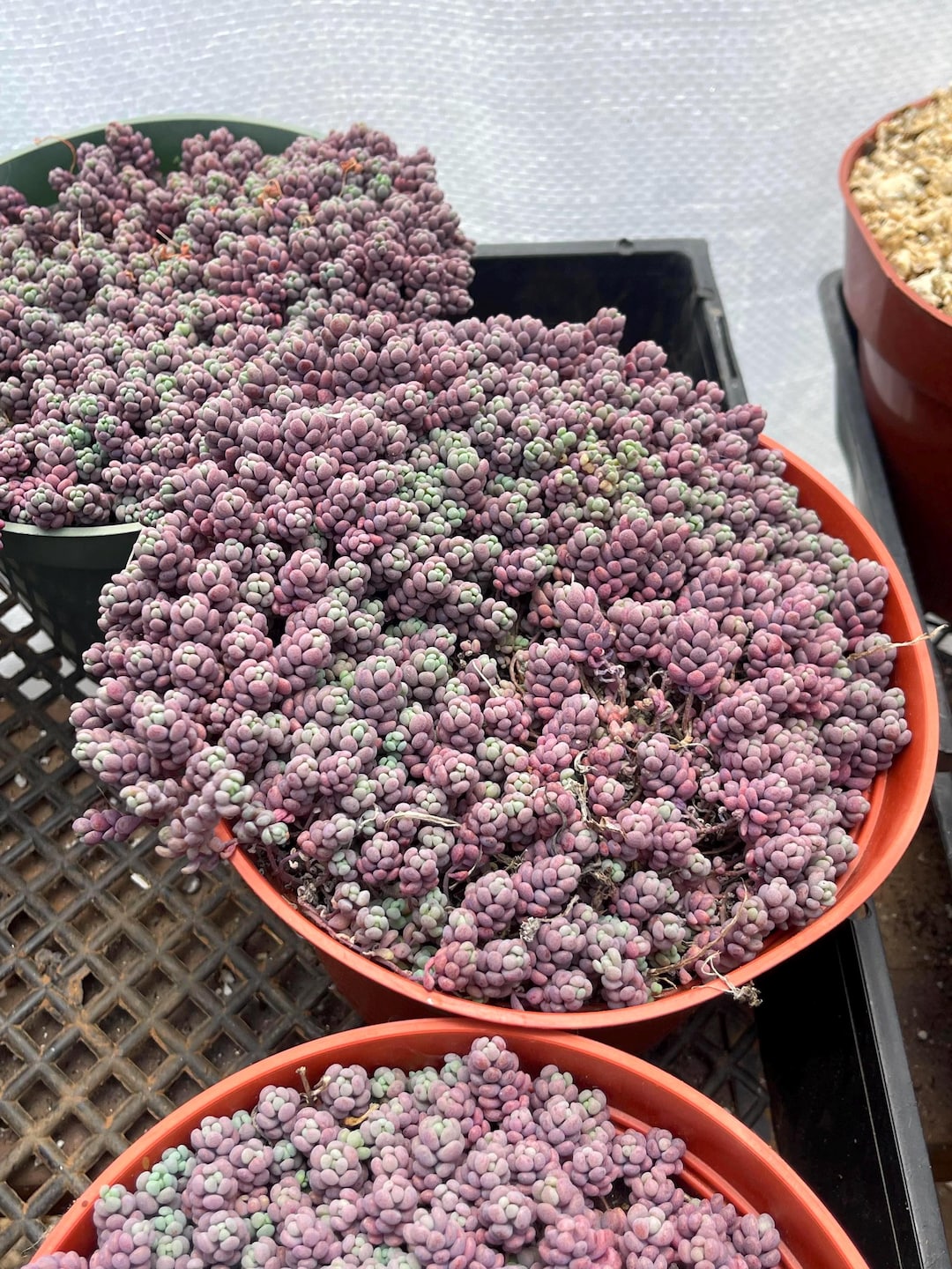 Sedum Dasyphyllum Minor | Live Succulent Plant Compact Succulent ...