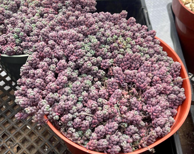 Sedum Dasyphyllum Minor | Live Succulent Plant Compact Succulent ...
