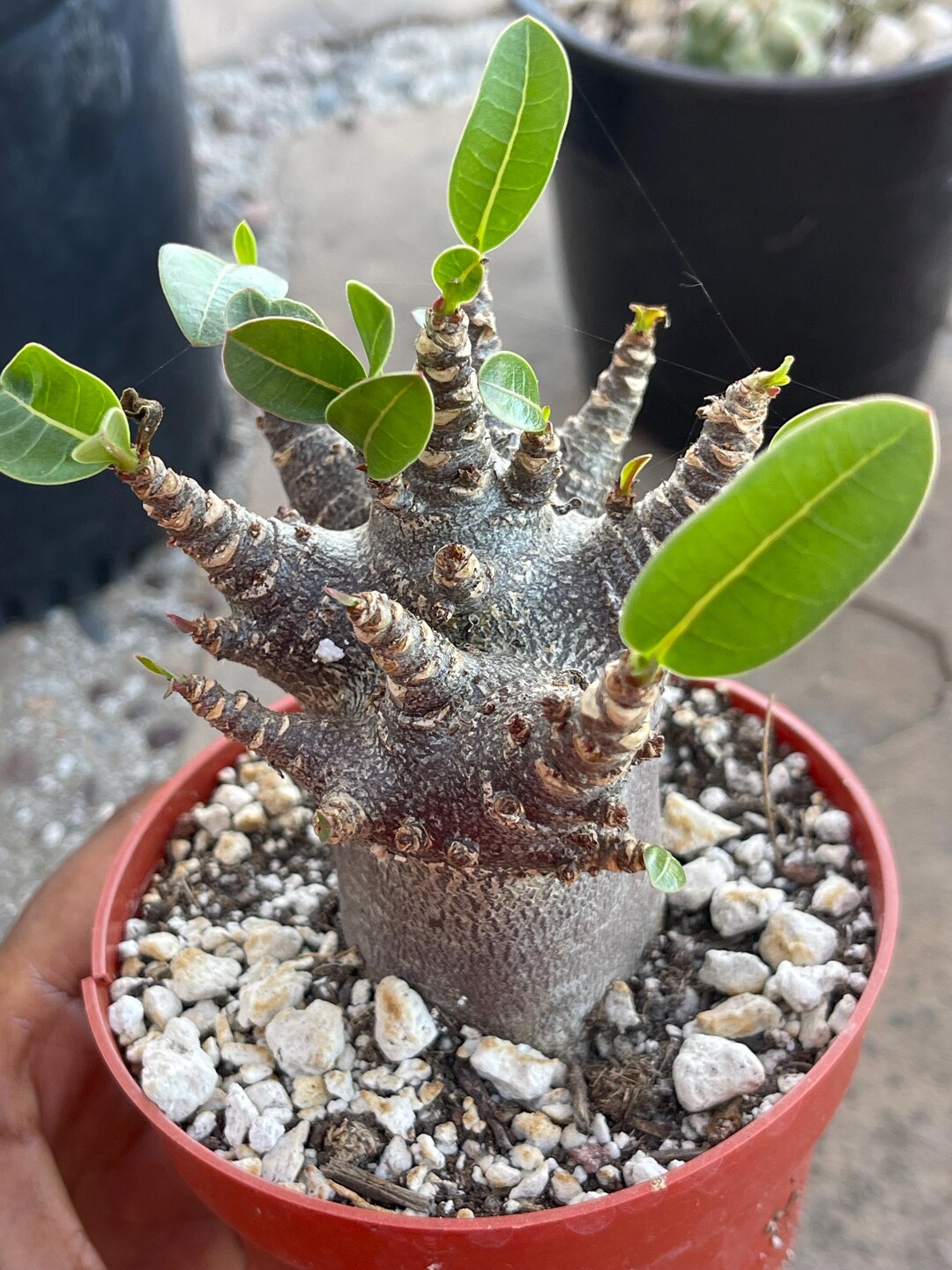 Adenium Dorset Horn Desert Rose | Black Skin Adenium | Thai Adenium ...