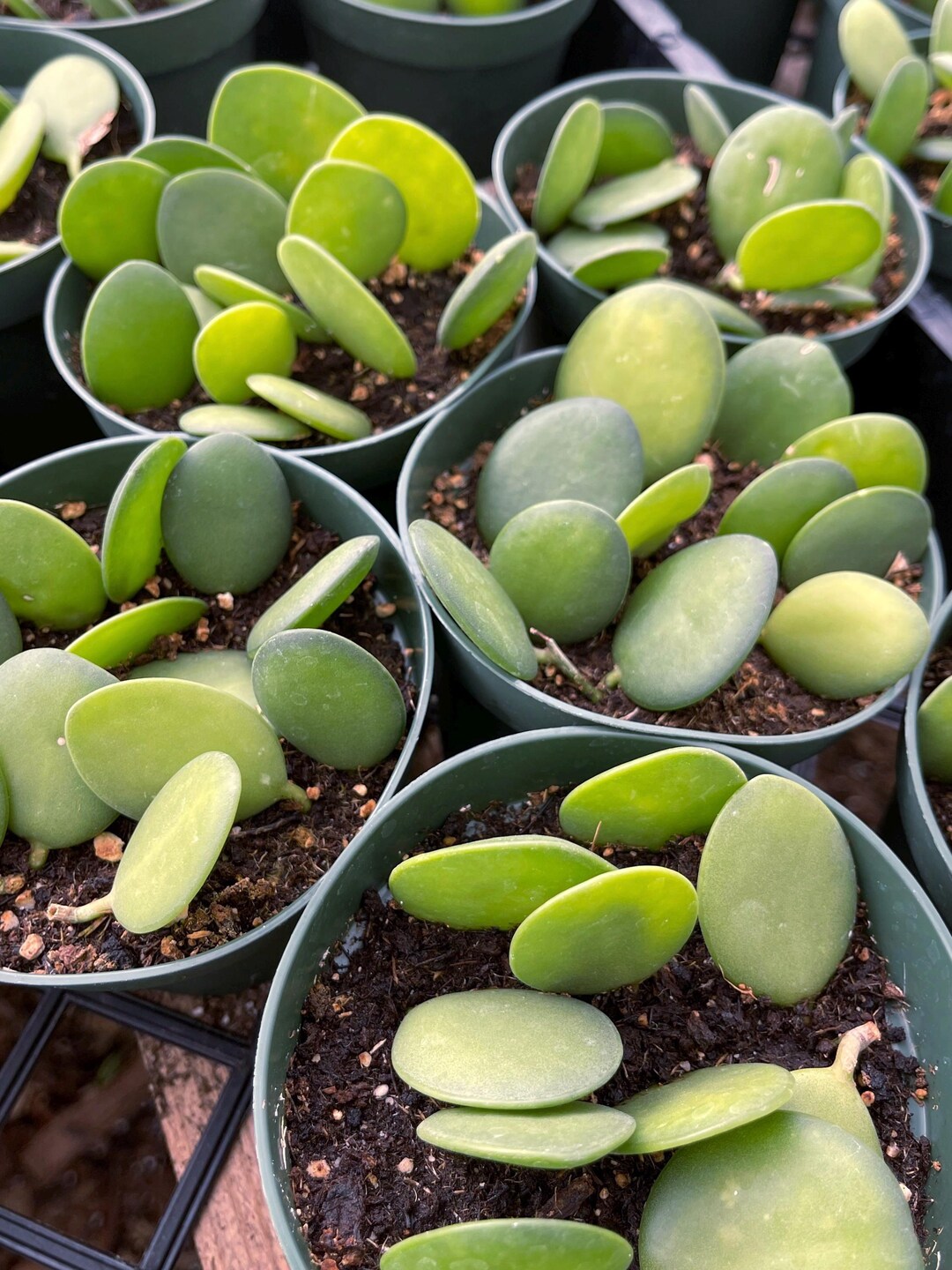 Silver Dollar Plant | String of Coins | Live Trailing Houseplant | Easy ...