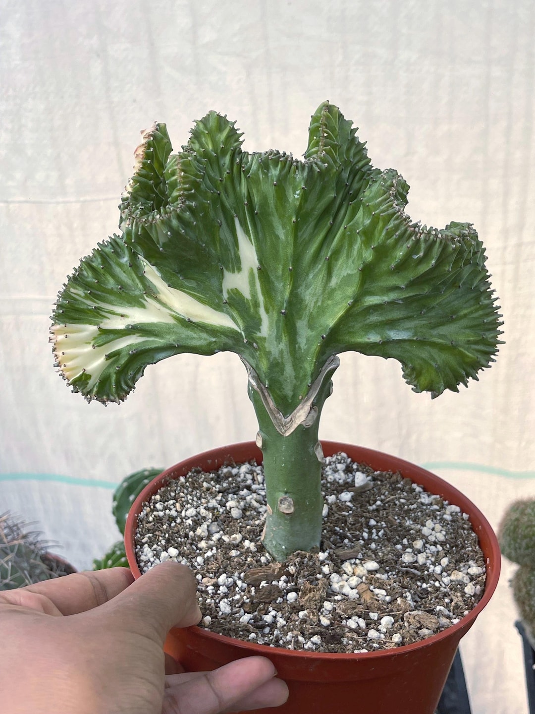 Coral Cactus Crested Euphorbia | Live Plant Unique Succulent Easy Care ...