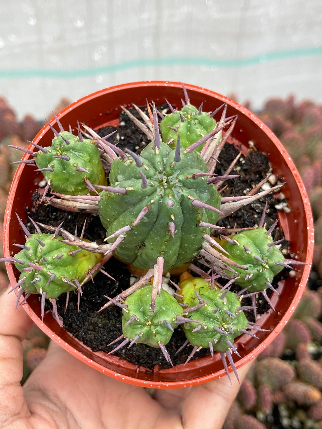 Euphorbia Ferox Live Cactus Live Plant - Etsy