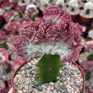 Coral Cactus Succulent Plant | Unique Wavy Fan-shaped Cactus Exotic ...