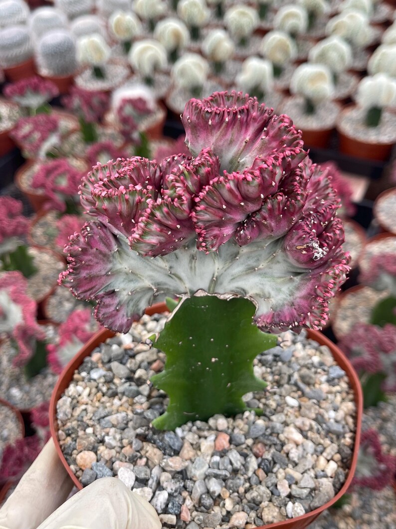 Coral Cactus Succulent Plant | Unique Wavy Fan-shaped Cactus Exotic ...