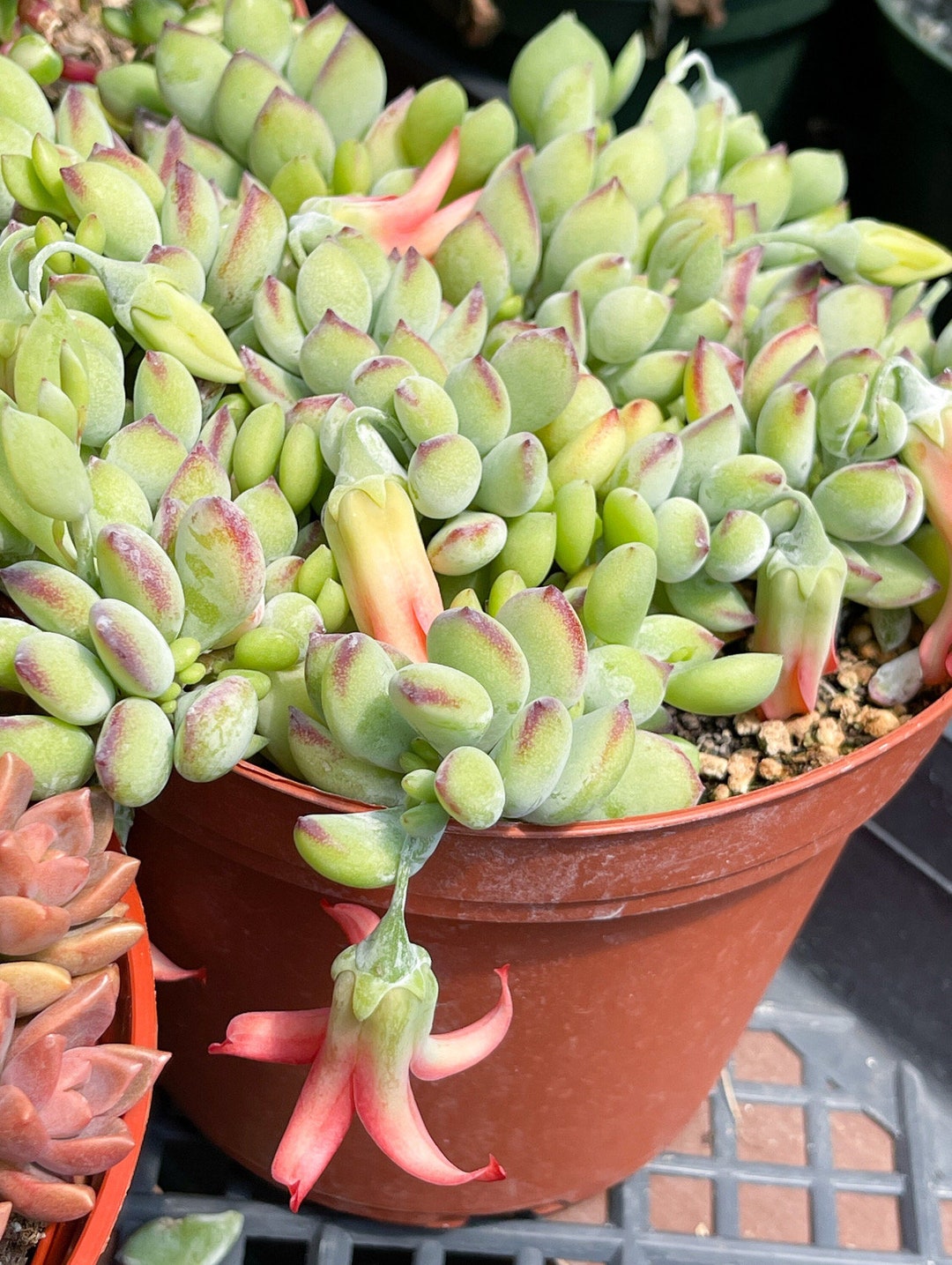 Cotyledon Pendens Live Plant Live Succulent - Etsy