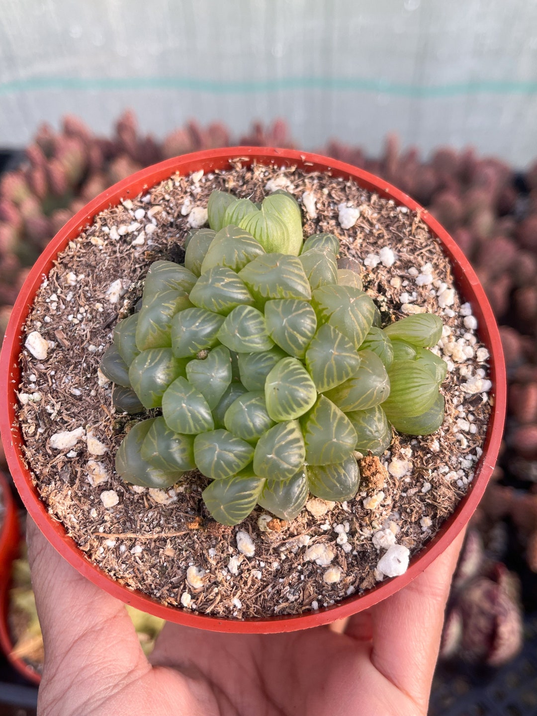 Haworthia Obtusa Rare Succulent Alien Eggs Clear Succulent - Etsy