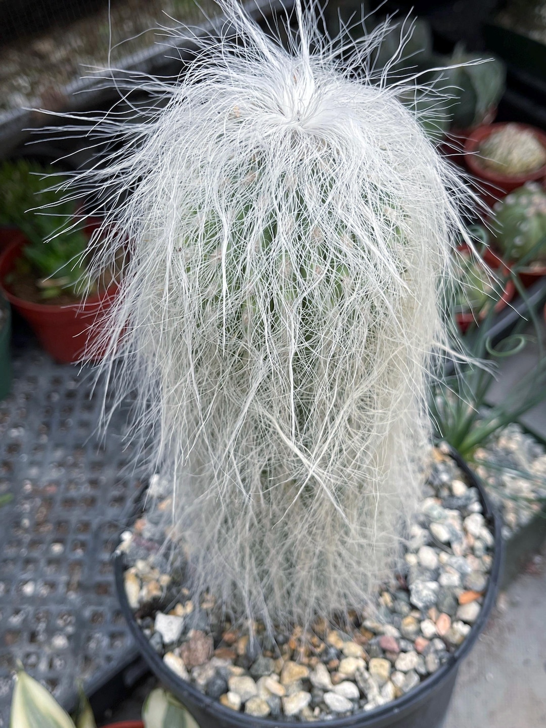 White Fuzzy Hair Cephalocereus Senilis, Old Man Cactus, Rare Succulent ...