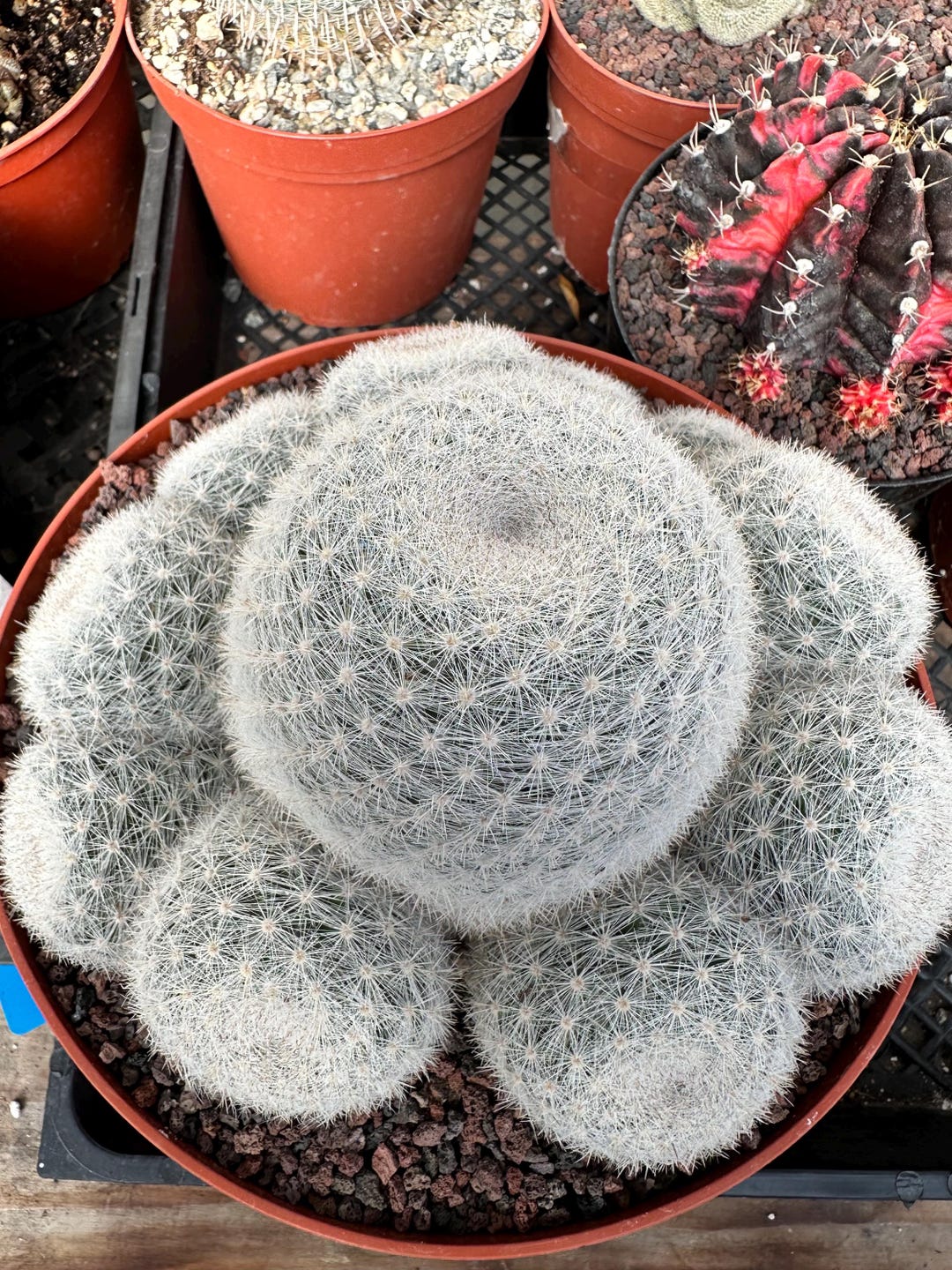 Mammillaria Candida Cluster | Cactus Succulent Plant Colorful Cactus ...