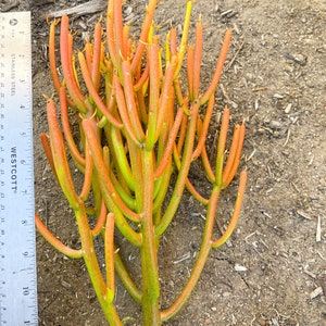 Fire Stick Cutting | Live Succulent | Pencil Cactus Live Succulent ...