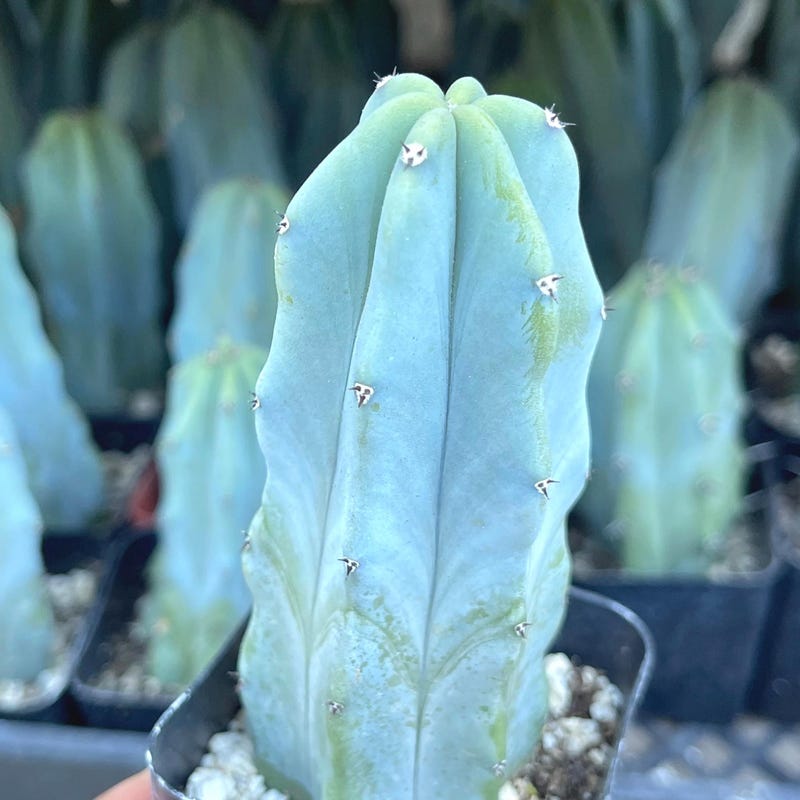 Blue Cactus Live Plant - Etsy