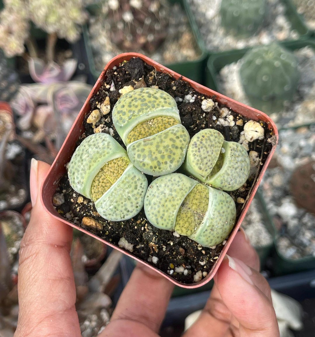 Lithops Living Stone Succulent | Live Plant Rare Succulent Live Plant ...