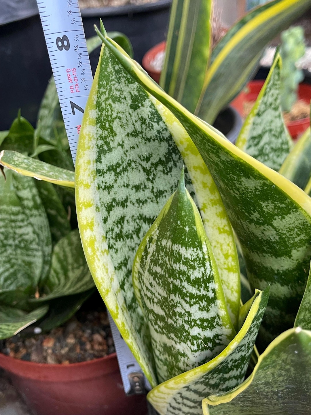 Sansevieria Snake Plant Yellow Snake Plant Live House Plant Live Plant ...