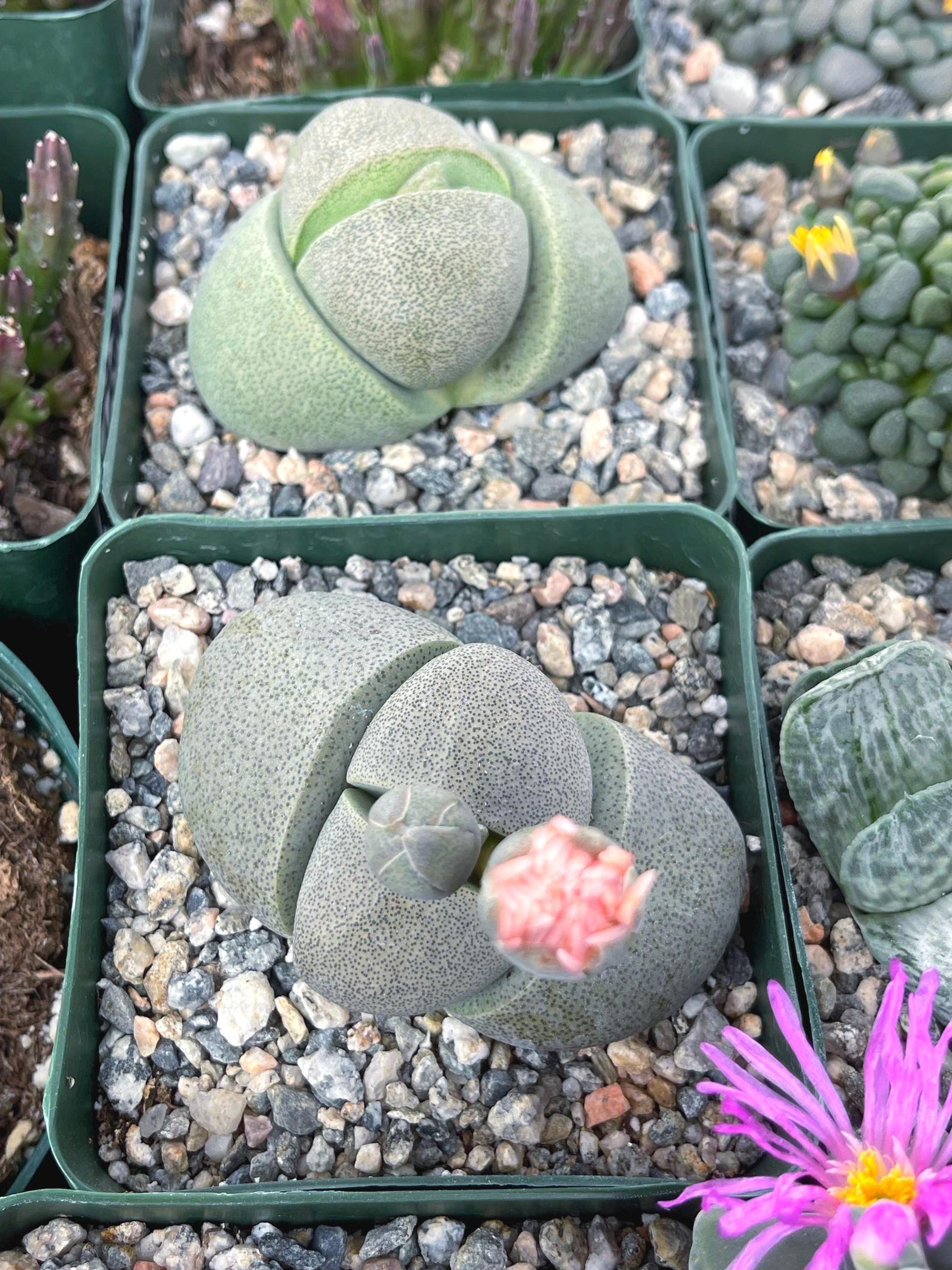 Pleiospilos Nelii | Split Rock | Rare Succulent, Live Plant, Unique ...