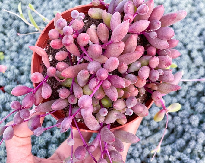 4” String of Ruby Necklace | Live Succulent| String Plant - Etsy