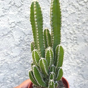 Fairy Castle Cactus | Fairytale Castle Live Indoor Succulent Plant ...