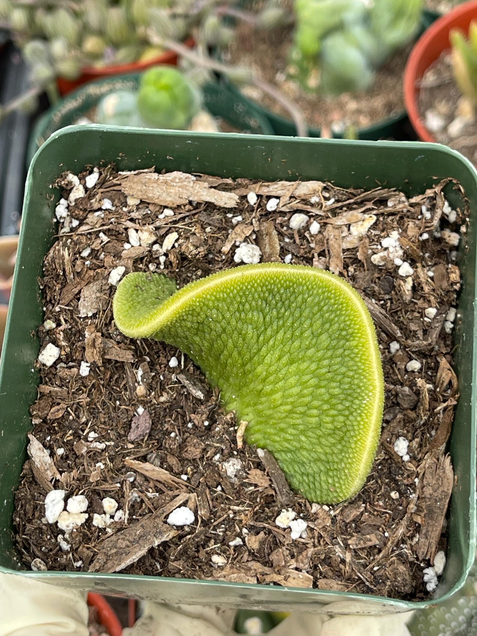 Hildewintera Colademononis Inermis Live Plant Rare Plant - Etsy