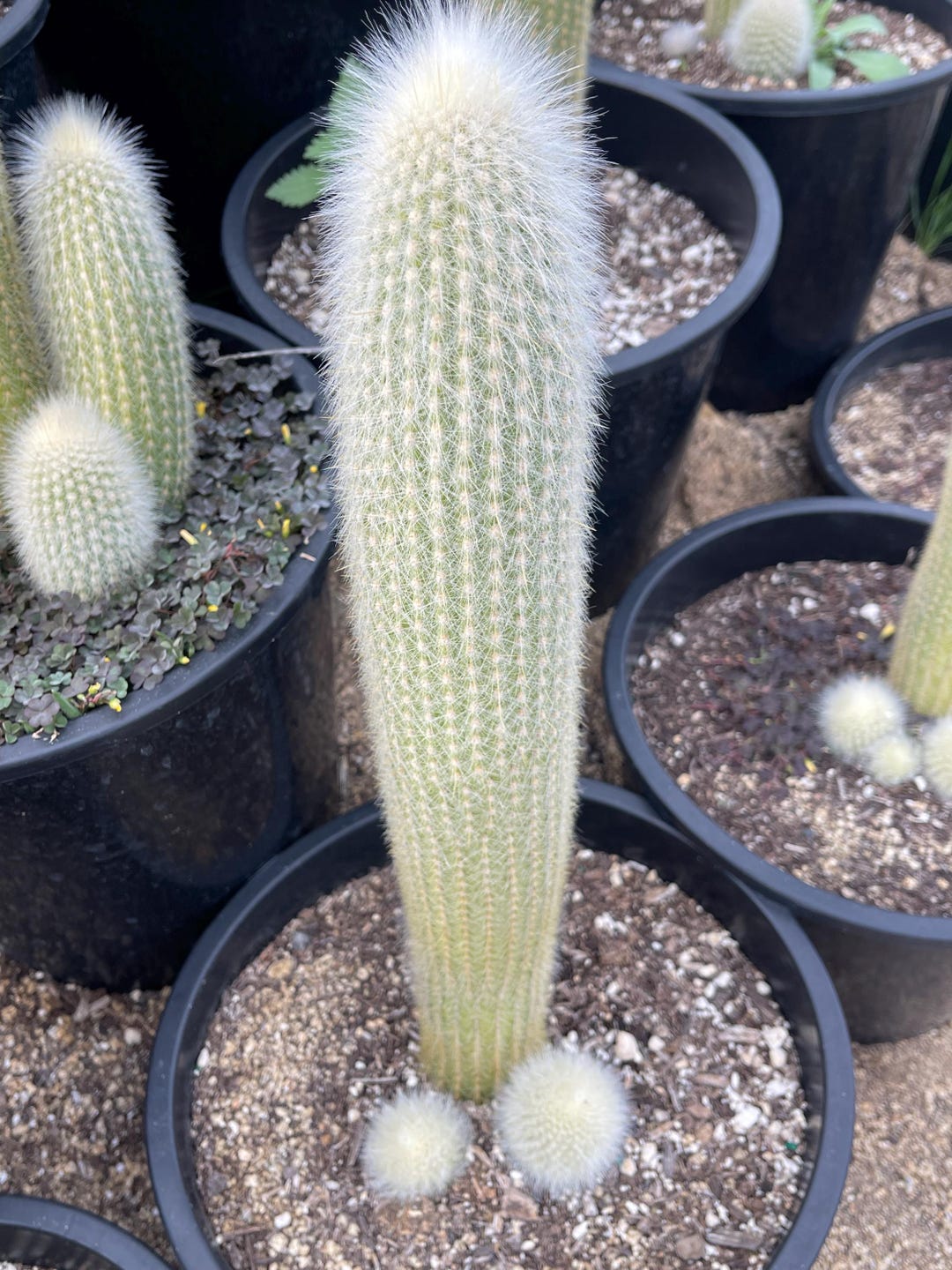Silver Torch | Cleistocactus Strausii | Live Cactus White Rare Cactus ...