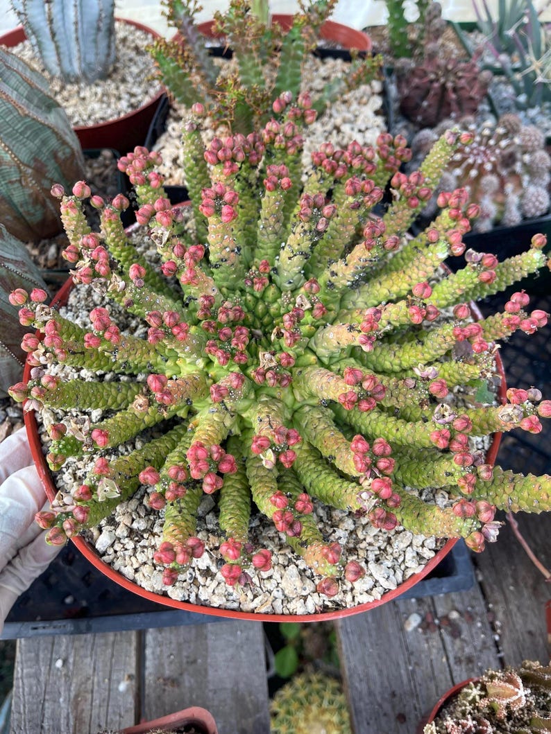 Euphorbia Medusa Hybrids - Live Plant, Unique Succulent, Easy Care ...
